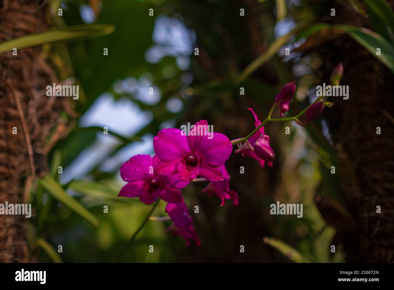 Stunning orchids in full bloom take center stage at the Kuala Lumpur ...