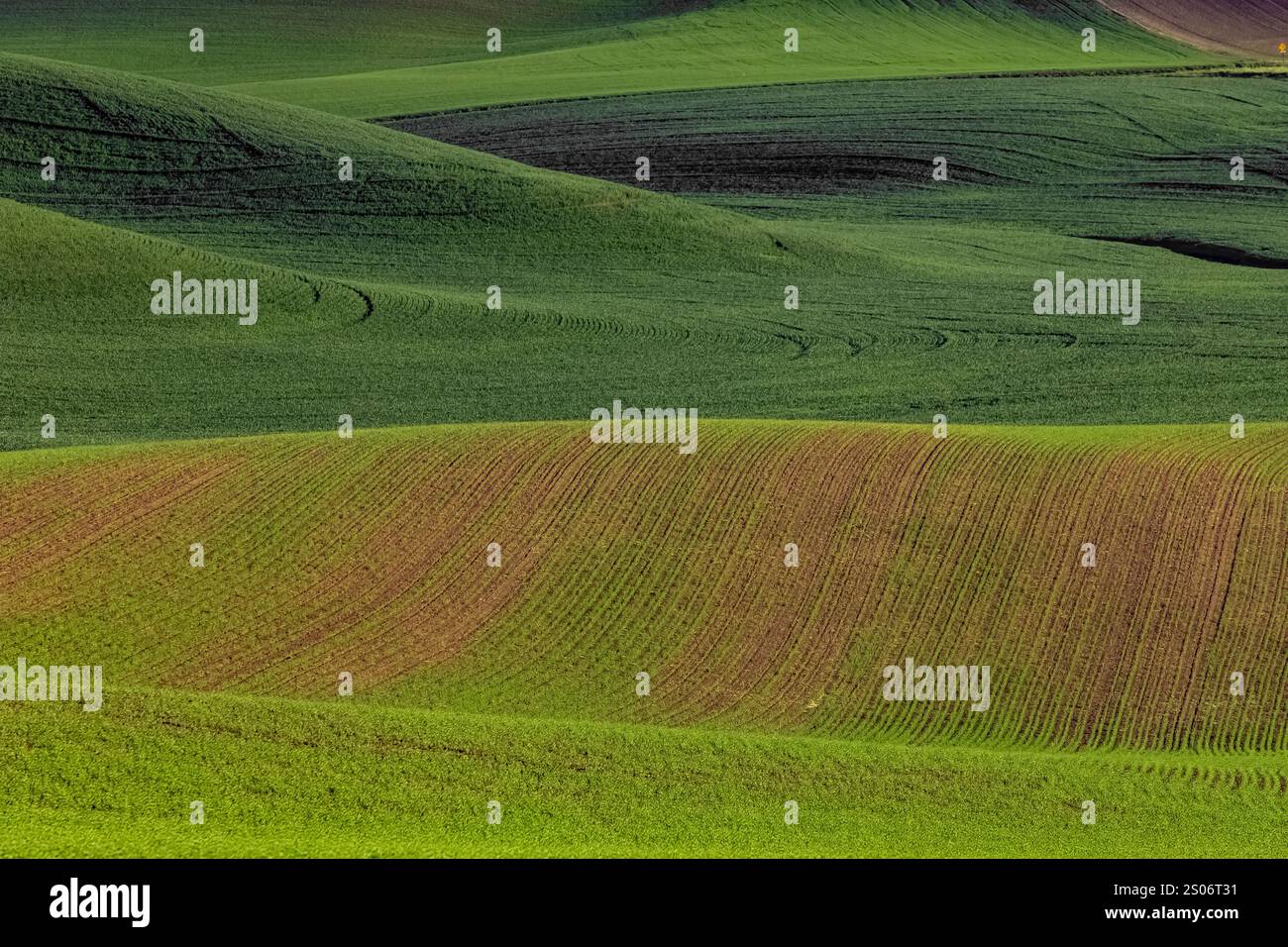 Wheat farming on the rolling hills of the Palouse region, Washington ...