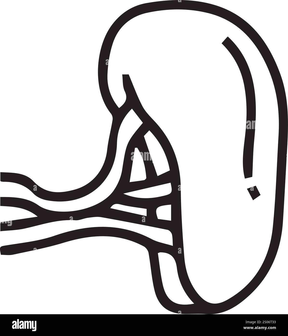 vector spleen, human organ illustration Stock Vector Image & Art - Alamy