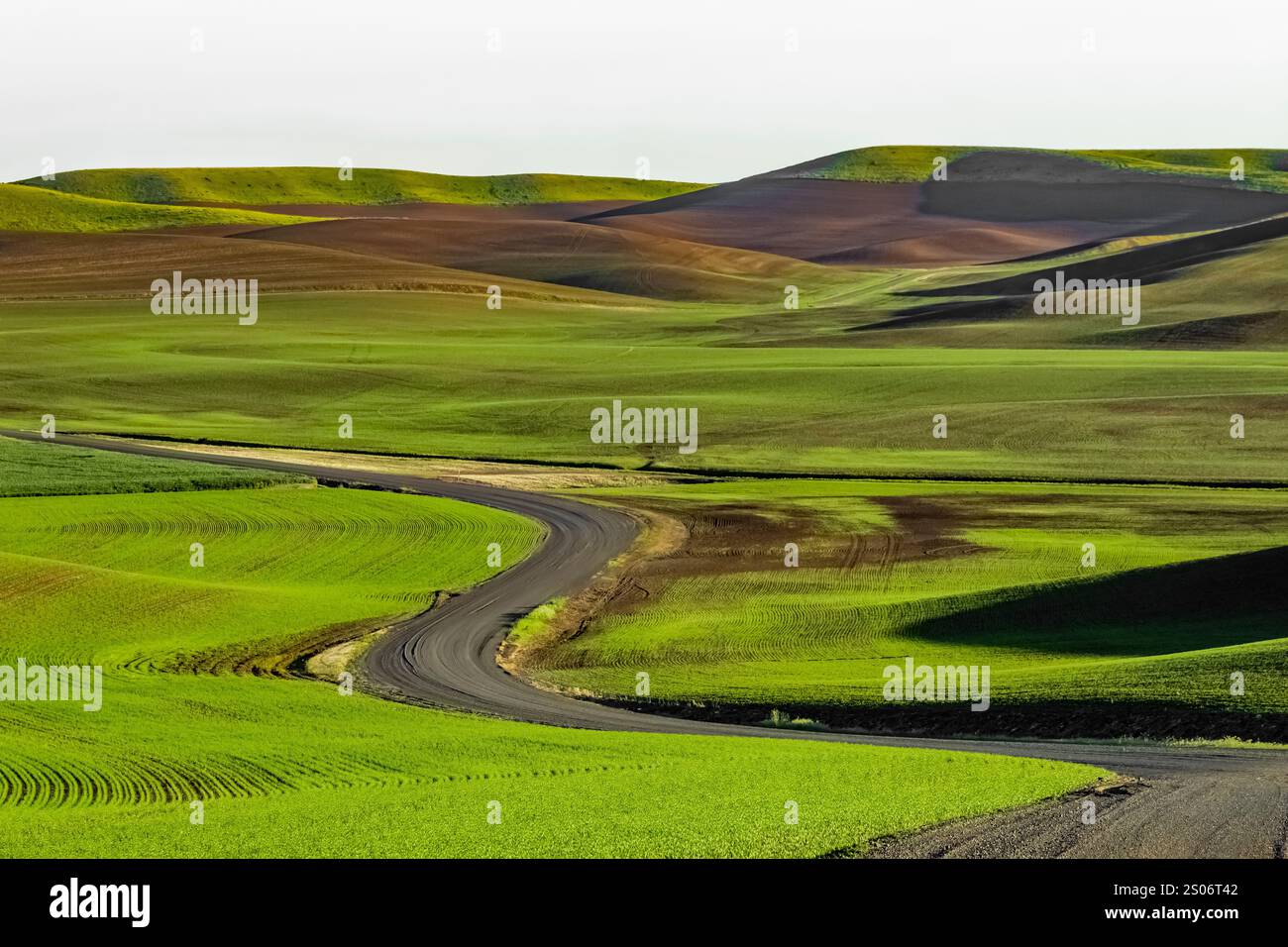 Back road winding through the wheat farming region known as The Palouse ...