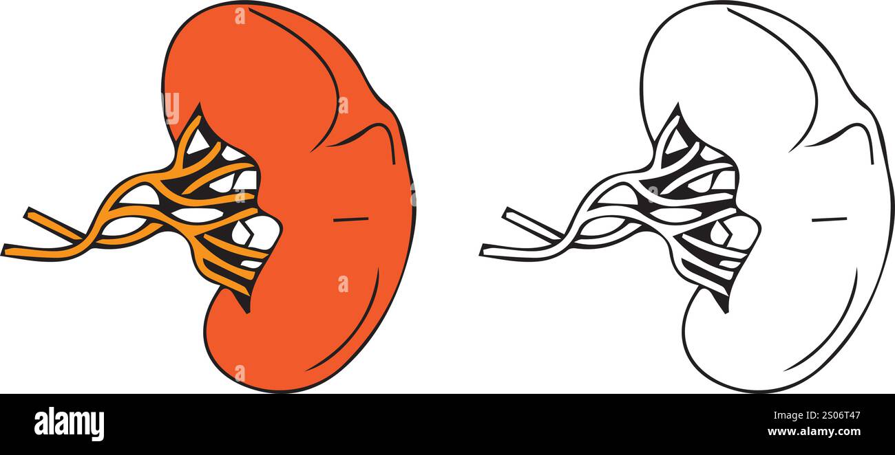 Icon human spleen cartoon Stock Vector Images - Alamy