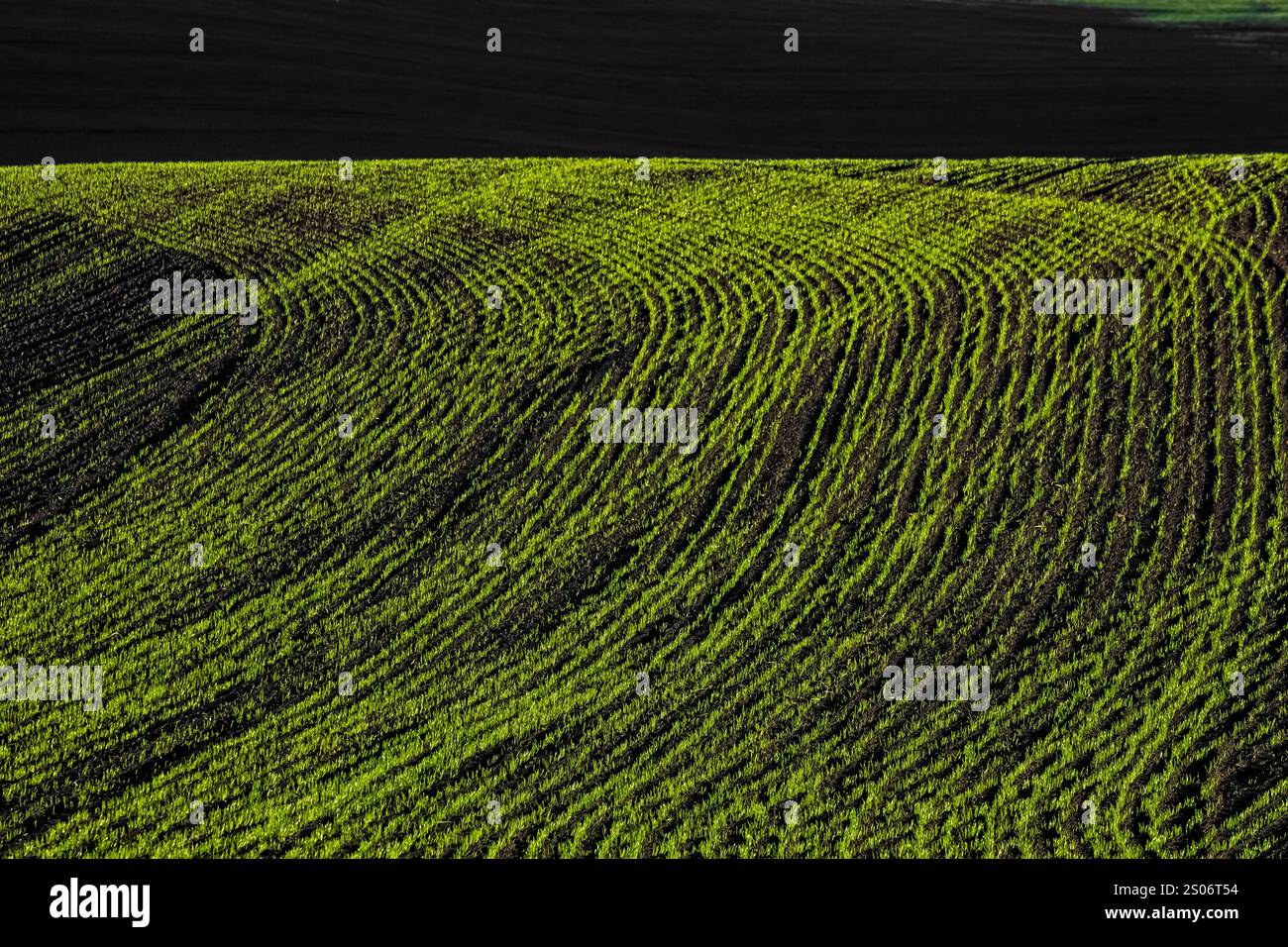 Wheat farming on the rolling hills of the Palouse region, Washington ...