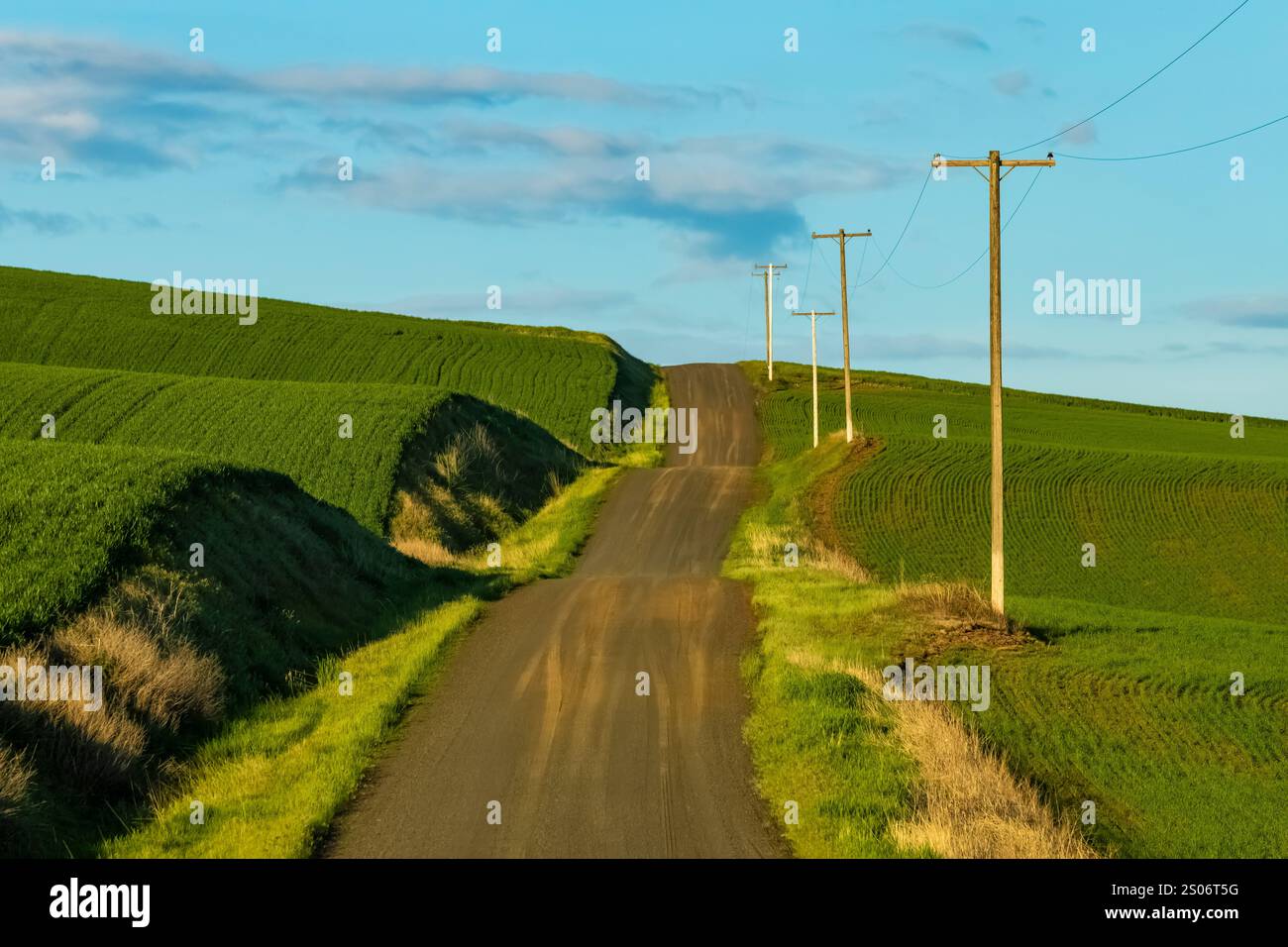 Back road winding through the wheat farming region known as The Palouse ...