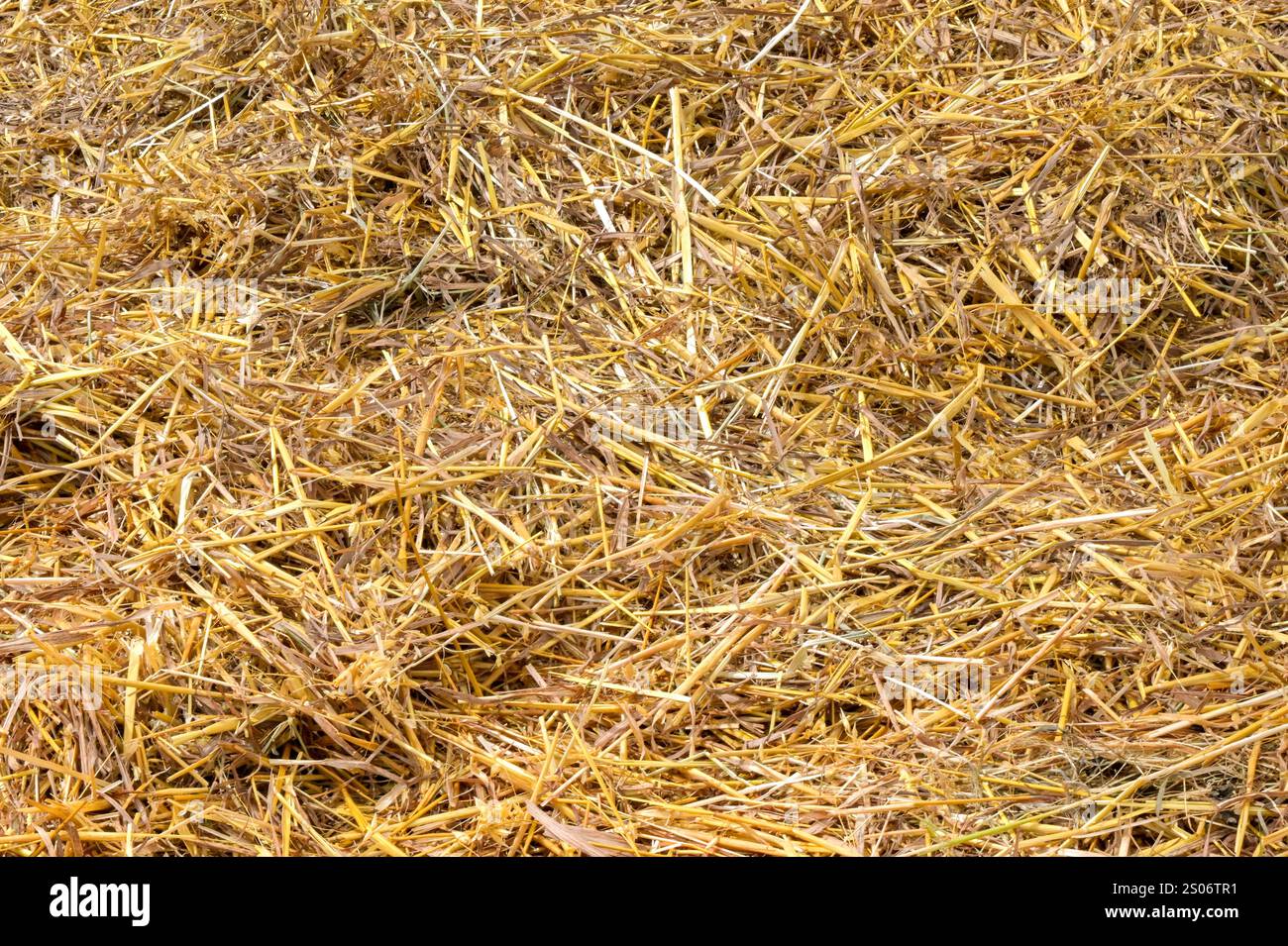 Bed of straw in a stable. Backgrounds Stock Photo - Alamy