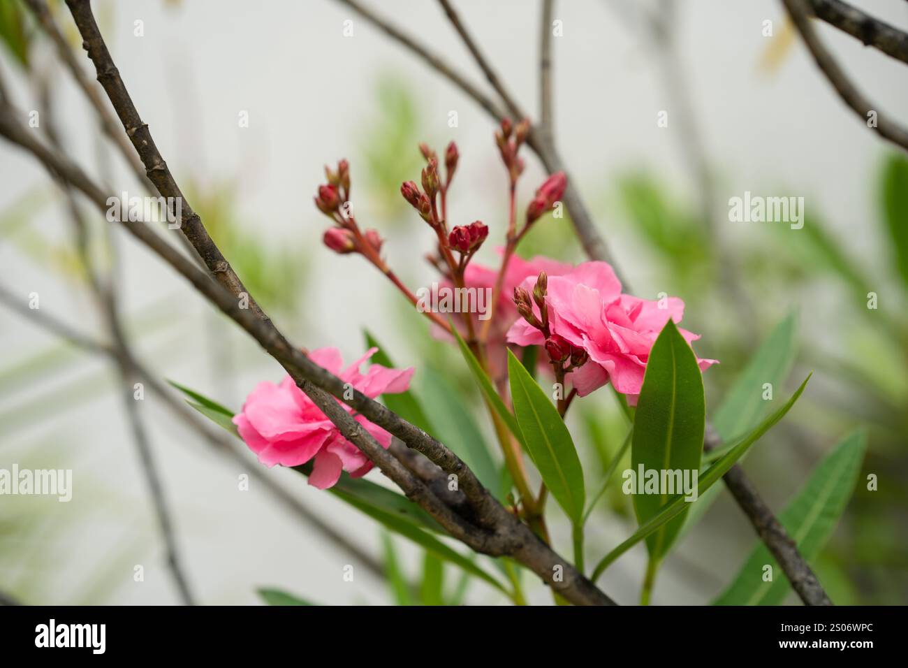 Slender green leaves emerge hi-res stock photography and images - Alamy