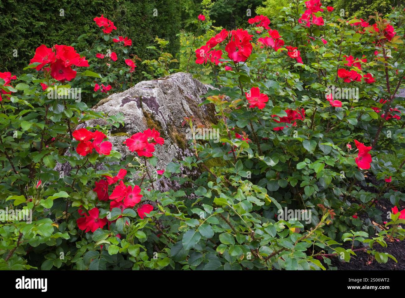 Border with red Rosa rugosa 'Robusta' - Rose bush and large grey rock ...