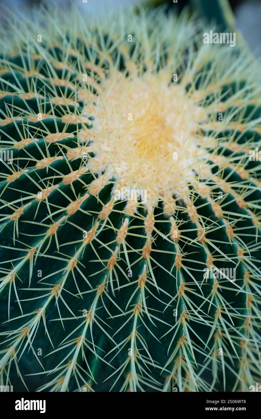 This vibrant golden barrel cactus displays its unique texture and structure, featuring sharp ...