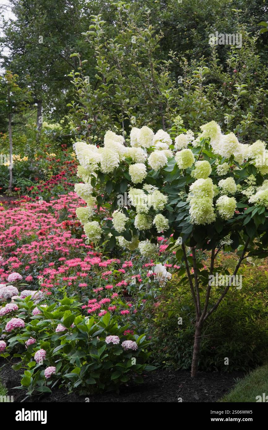 Border with Hydrangea 'Limelight' tree with pink Monarda and Hydrangea macrophylla 'Endless ...