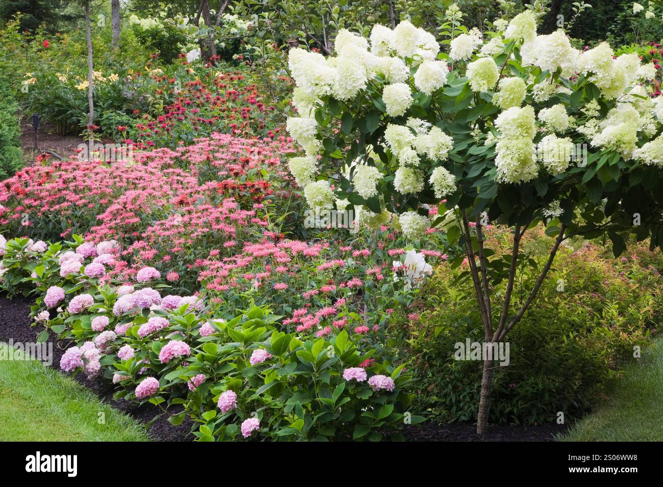Border with Hydrangea 'Limelight' tree with pink Monarda and Hydrangea macrophylla 'Endless ...