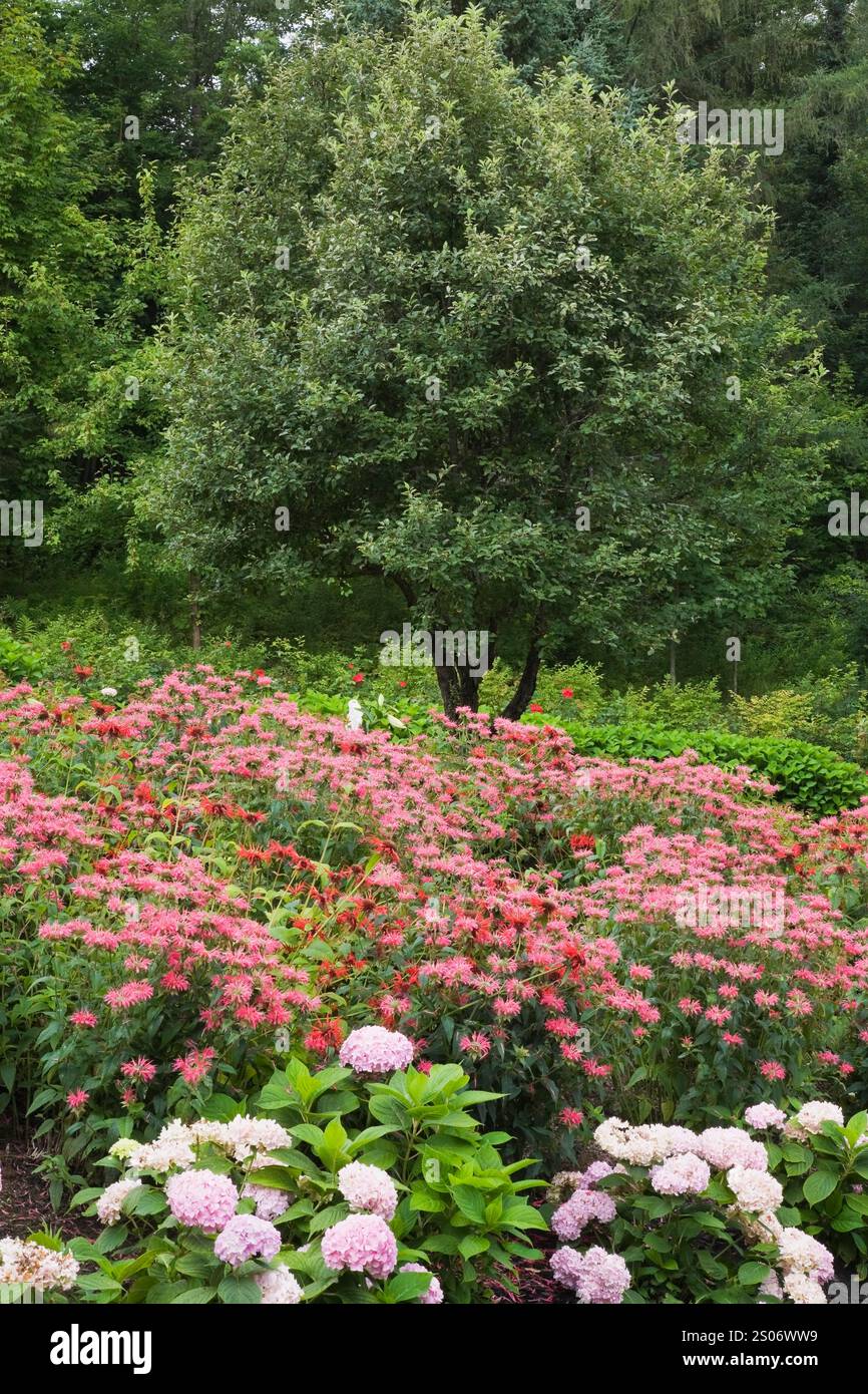 Border with pink Hydrangea macrophylla 'Endless Summer', Monarda flowers and Pyrus malus ...