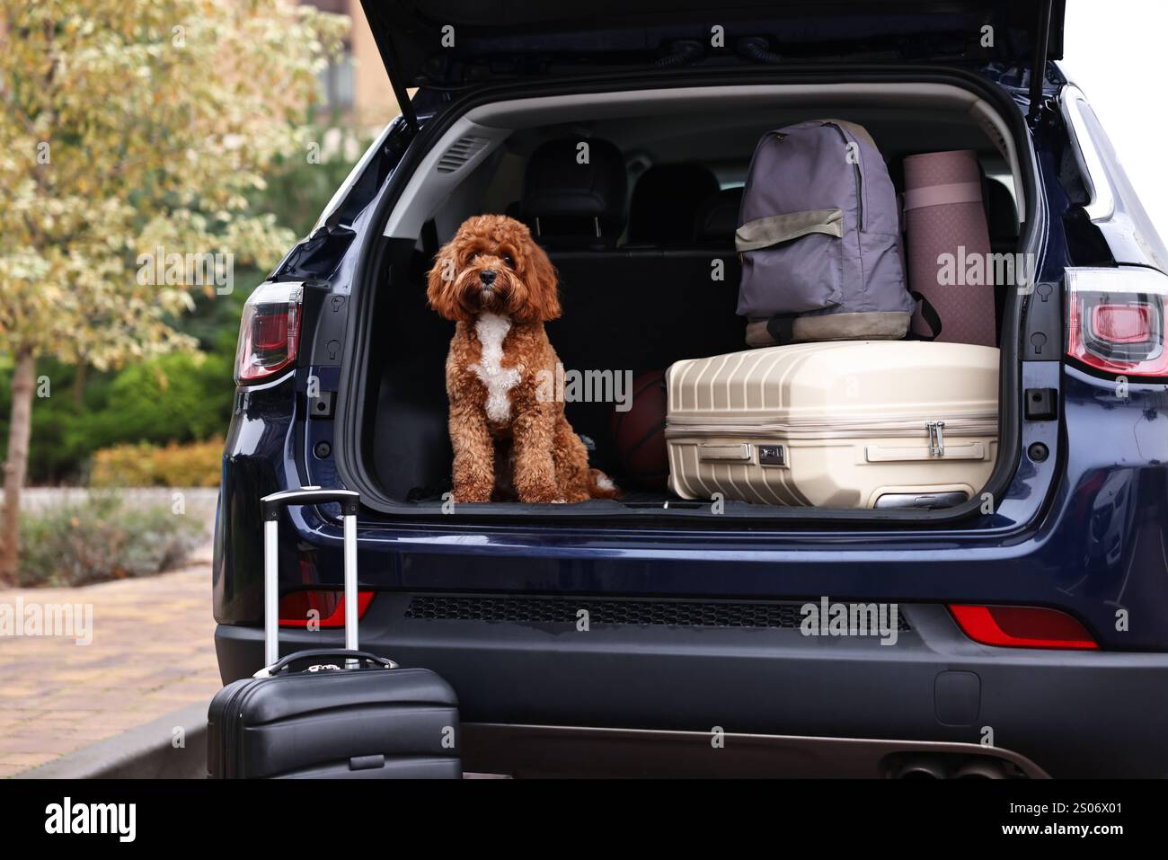 Cute Cavapoo dog and different stuff in car trunk Stock Photo - Alamy