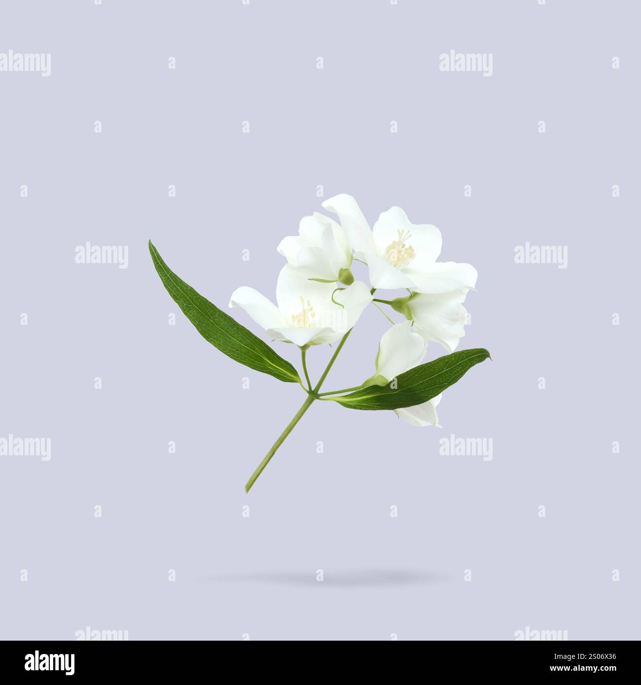 Jasmine flowers and green leaves in air on light blue background ...