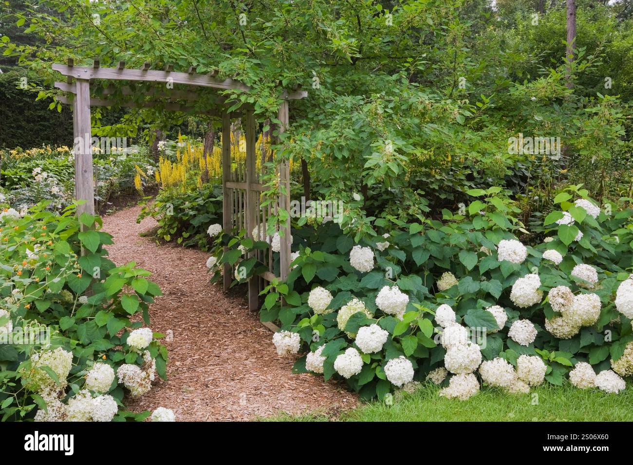 White Hydrangea arborescens ‘Annabelle’, cedar mulch path through ...