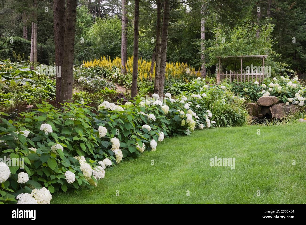 White Hydrangea arborescens ‘Annabelle’ shrubs and yellow Ligularia ...
