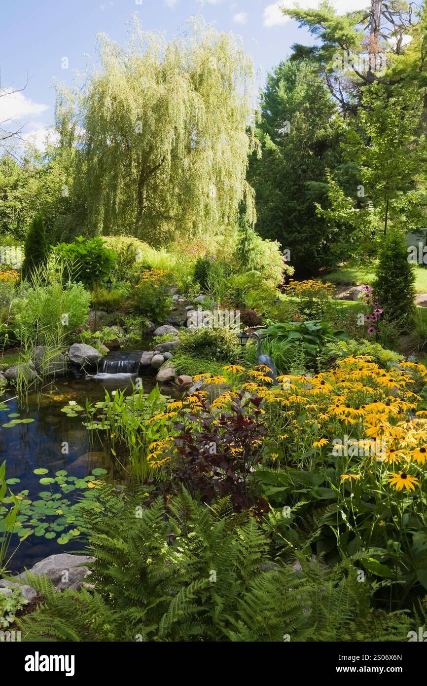 Pond with Pondeteria cordata - Pickerel Weed, Nymphaea - Waterlily and ...