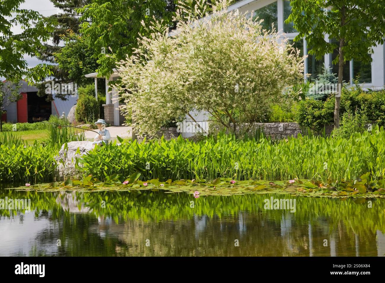 White flowering Salix japonica - Japanese Willow tree next to pond with ...