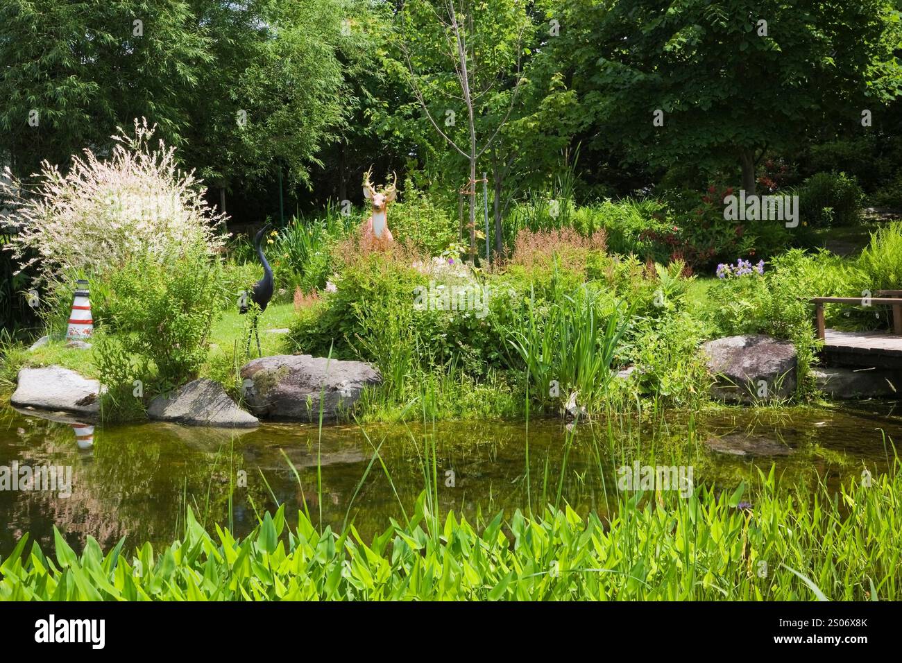 White flowering Salix japonica - Japanese Willow tree next to pond with ...