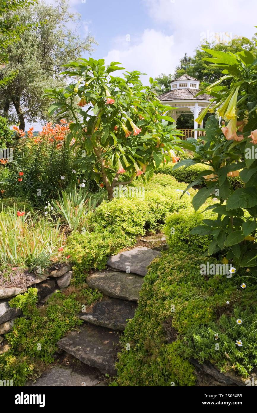 Natural stone steps in raised borders with white Bellis perennis ...