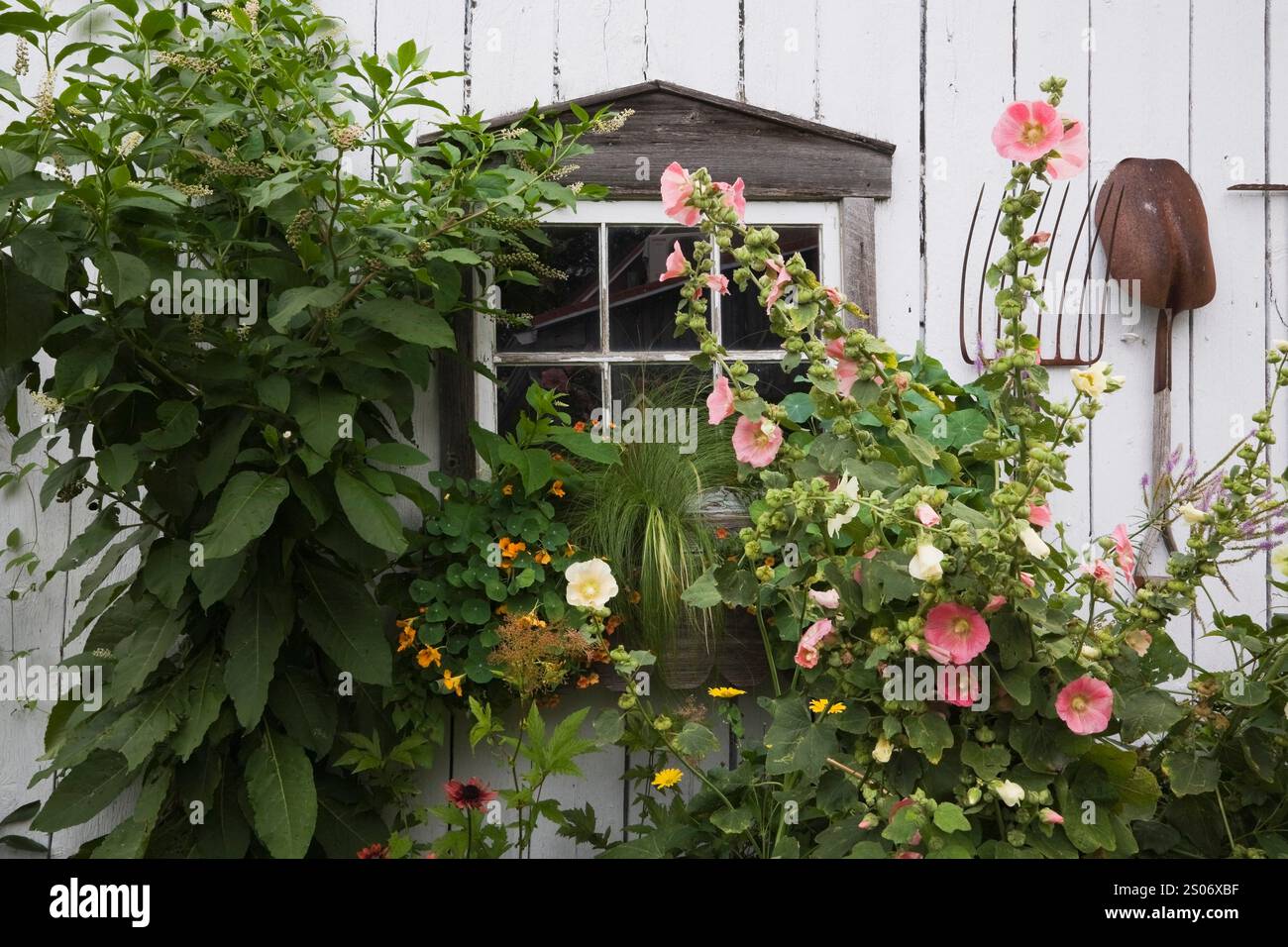 Pink Alcea - hollyhock flowers next to window on old white wood plank ...