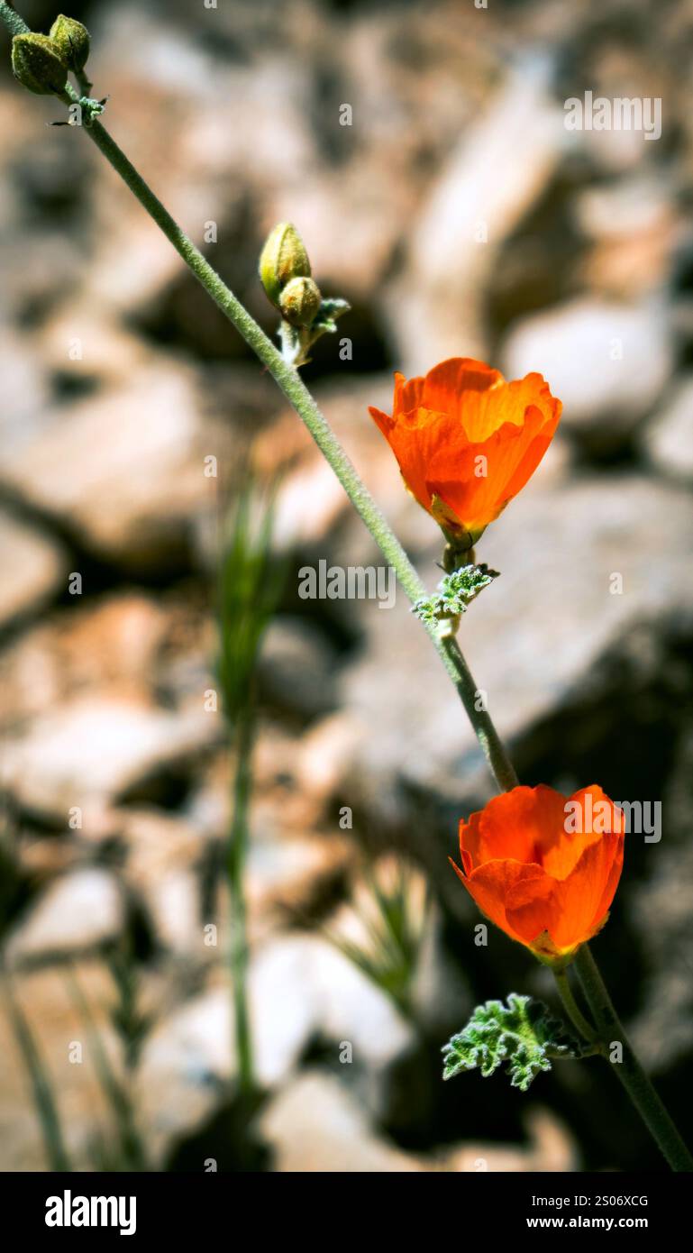 A vibrant desert globe mallow in full bloom, its striking orange petals ...