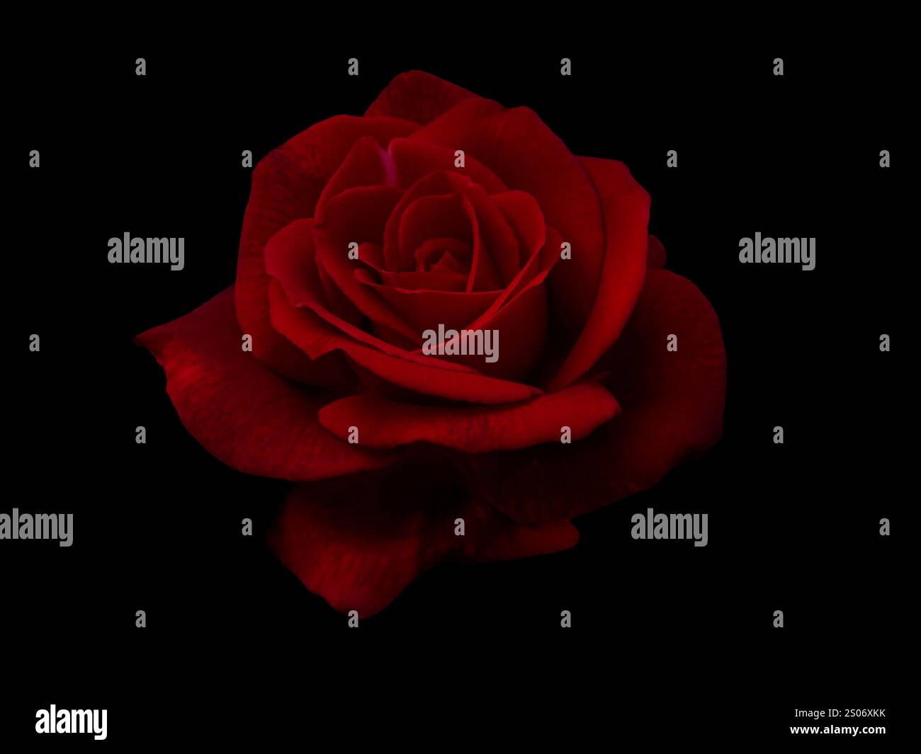 Single Dark red rose is on black background. Detail for creating a ...
