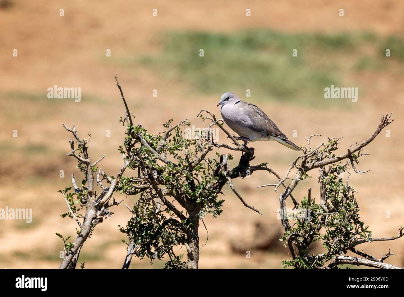 Cape Turtle Dove also known as Ring Necked Dove perched on shrub in ...