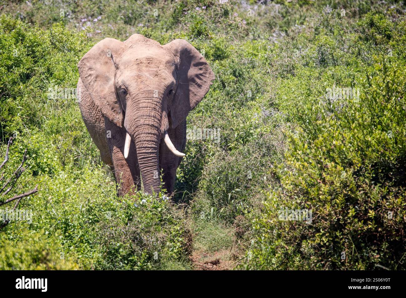 Front on close up view of large African Bull Elephant in the bush at ...
