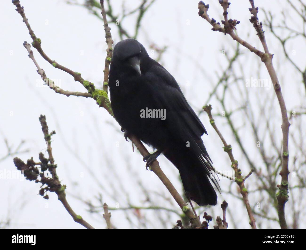 ...Raben sind mystische, geheimnisvolle, majestaetische und vor allem ...