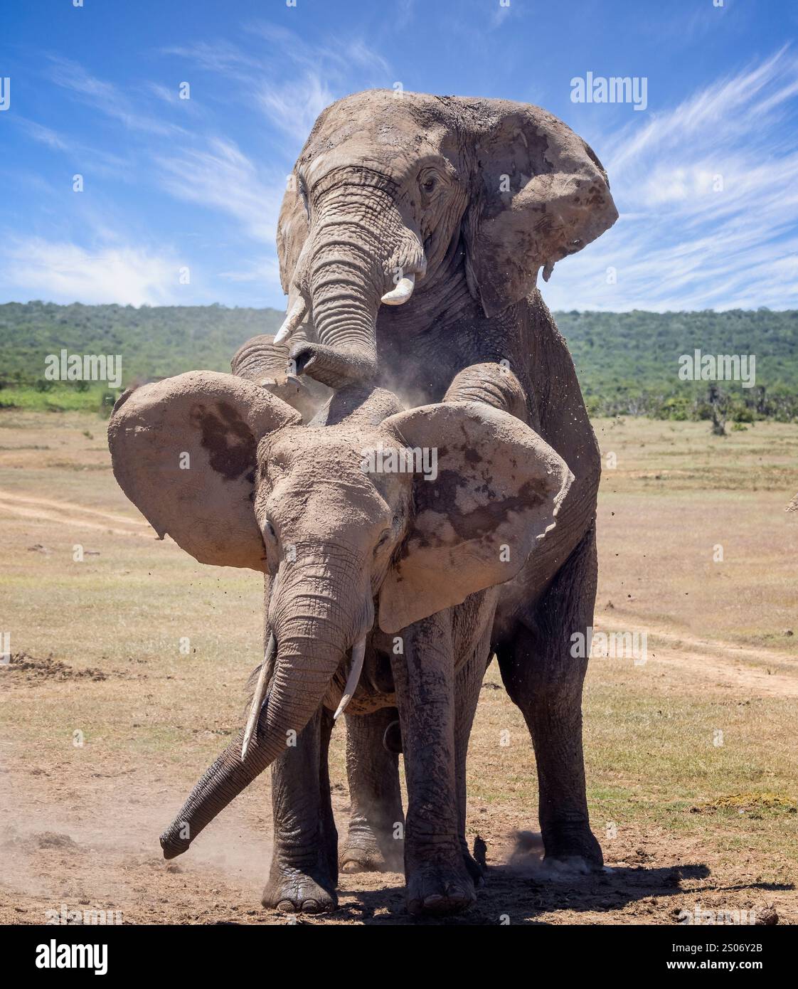 Close up of a large Bull Elephant mating in the bush at Addo National ...