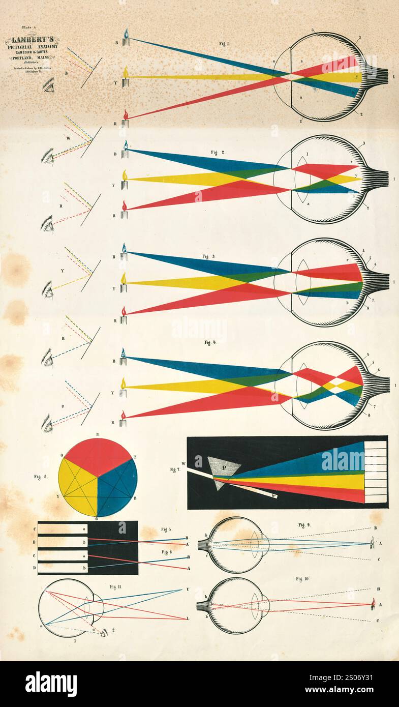 Chart showing the vision of humans. Thomas Scott Lambert's pictorial ...