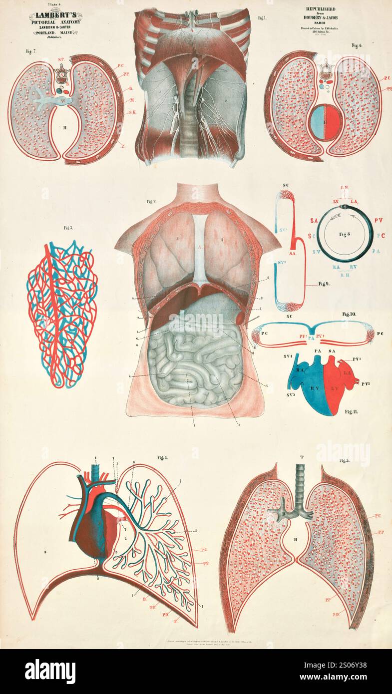 Chart depicting the internal human organs. Thomas Scott Lambert's ...