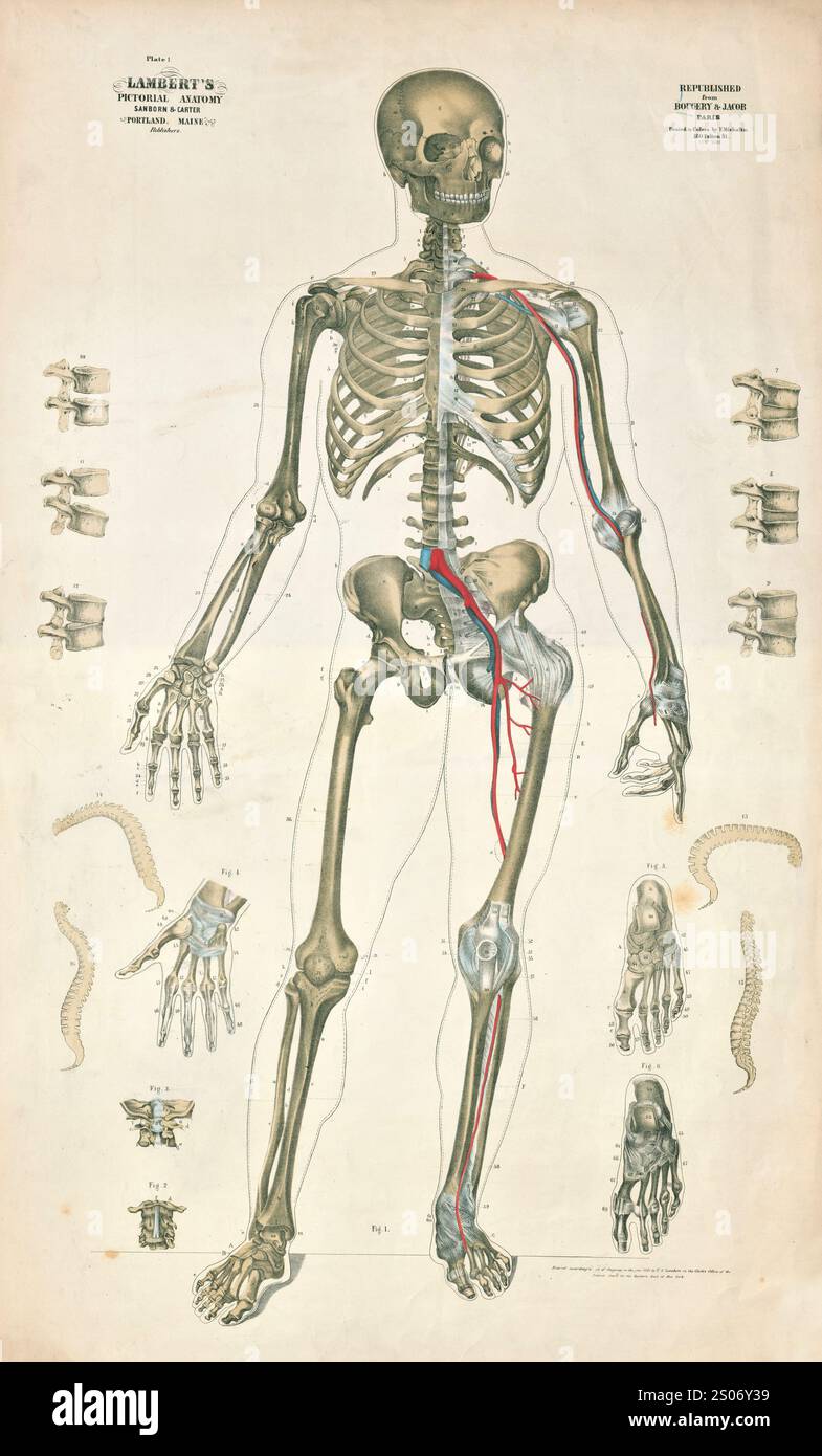 Human Skueleton . Thomas Scott Lambert's pictorial anatomy, 1851 ...
