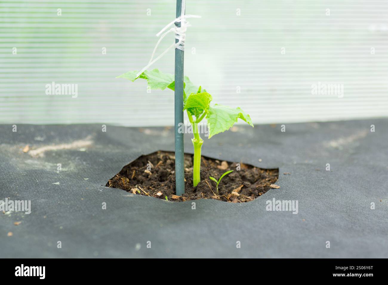young sprouted cucumber seedling with several leaves, growing out of ...