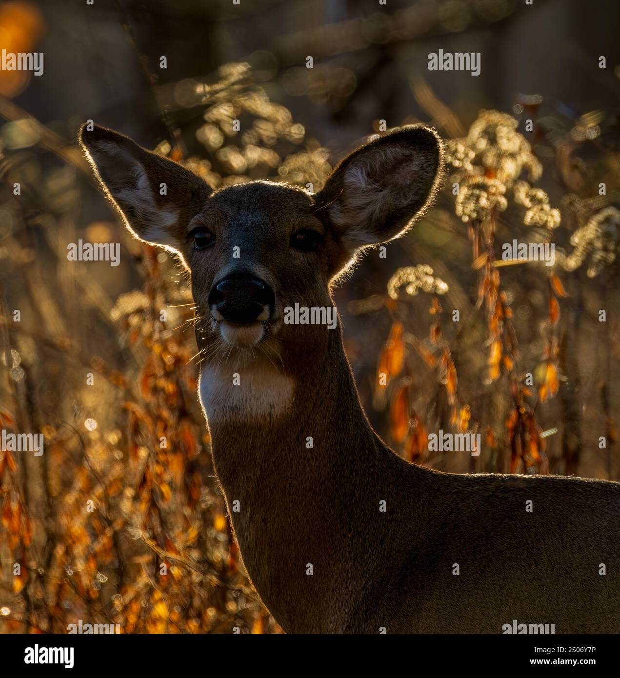 White-tailed doe on a autumn morning in northern Wisconsin Stock Photo ...