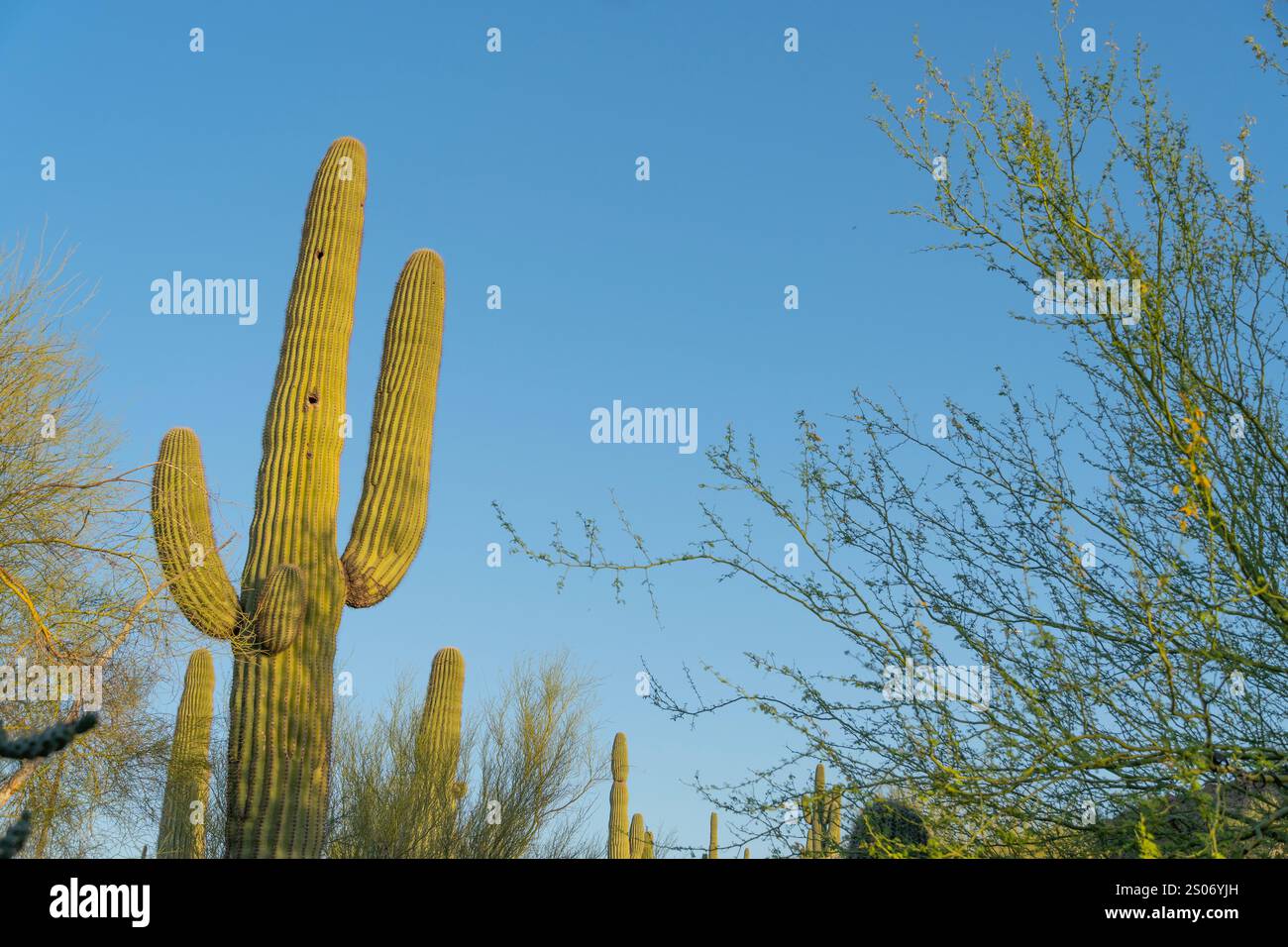 A tall saguaro cactus stands proudly in the Arizona desert, reaching ...