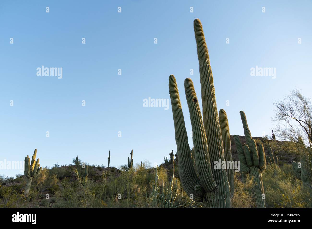 The towering saguaro cacti stand tall against the clear blue sky of Arizona's Sonoran Desert ...