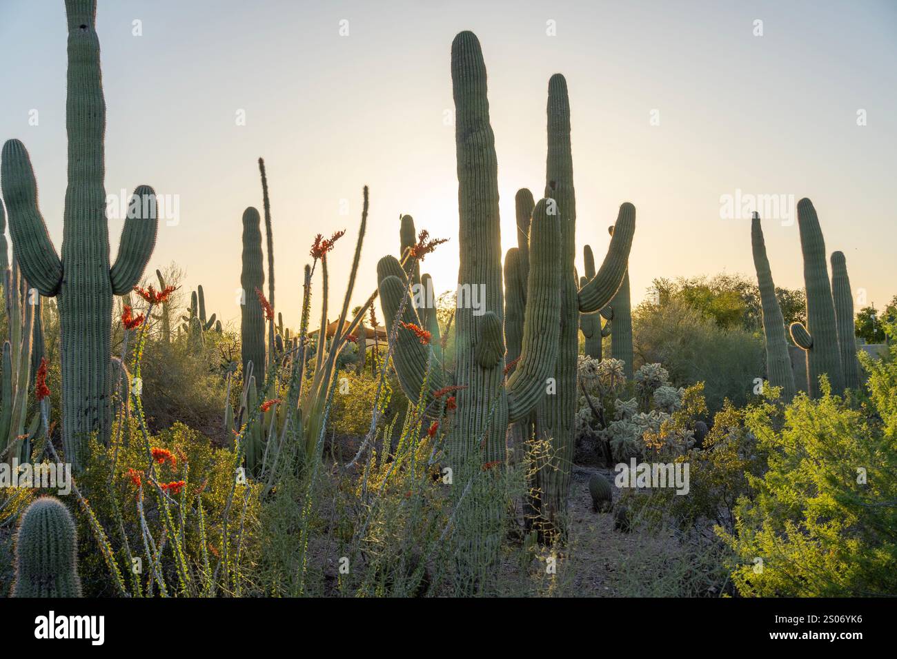 The iconic saguaro cacti stand tall amidst a desert landscape, their arms reaching towards the ...