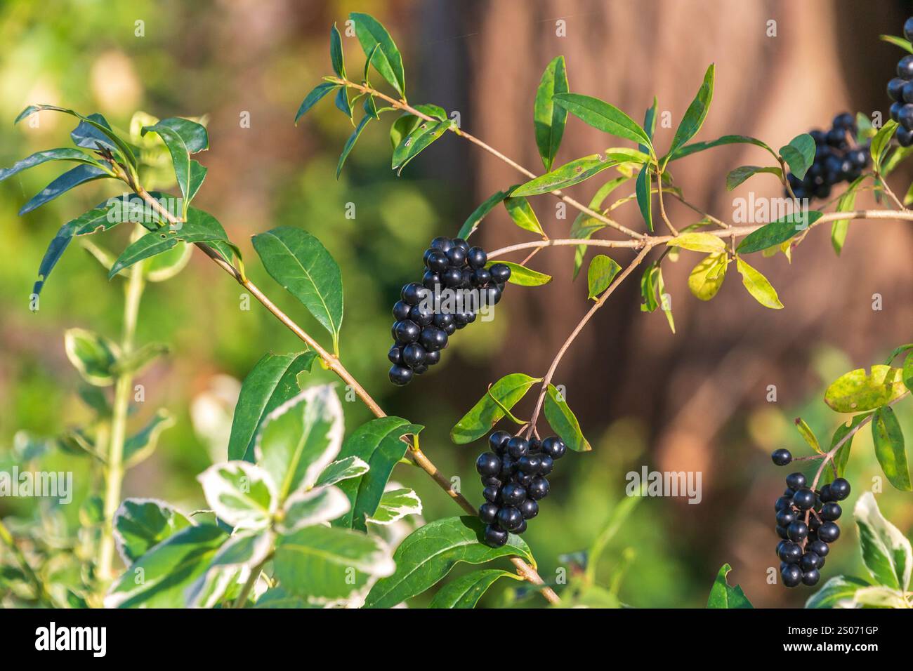 Black berries of Ligustrum vulgare. wild privet, common privet ...