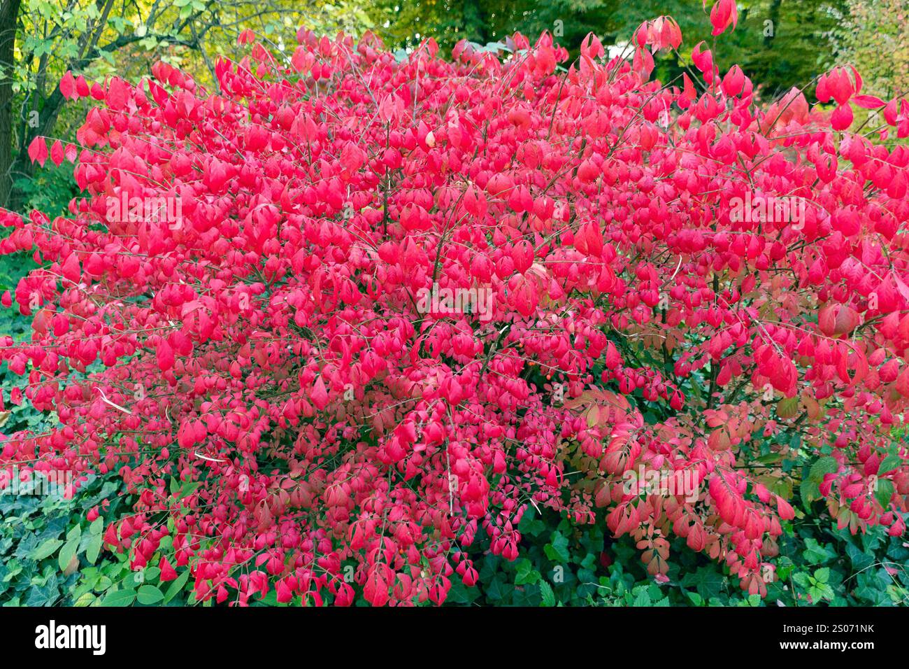 Bright pink leaves of Euonymus alatus in autumn. burning bush, winged ...