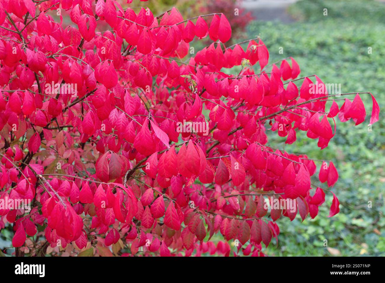 Bright pink leaves of Euonymus alatus in autumn. burning bush, winged ...