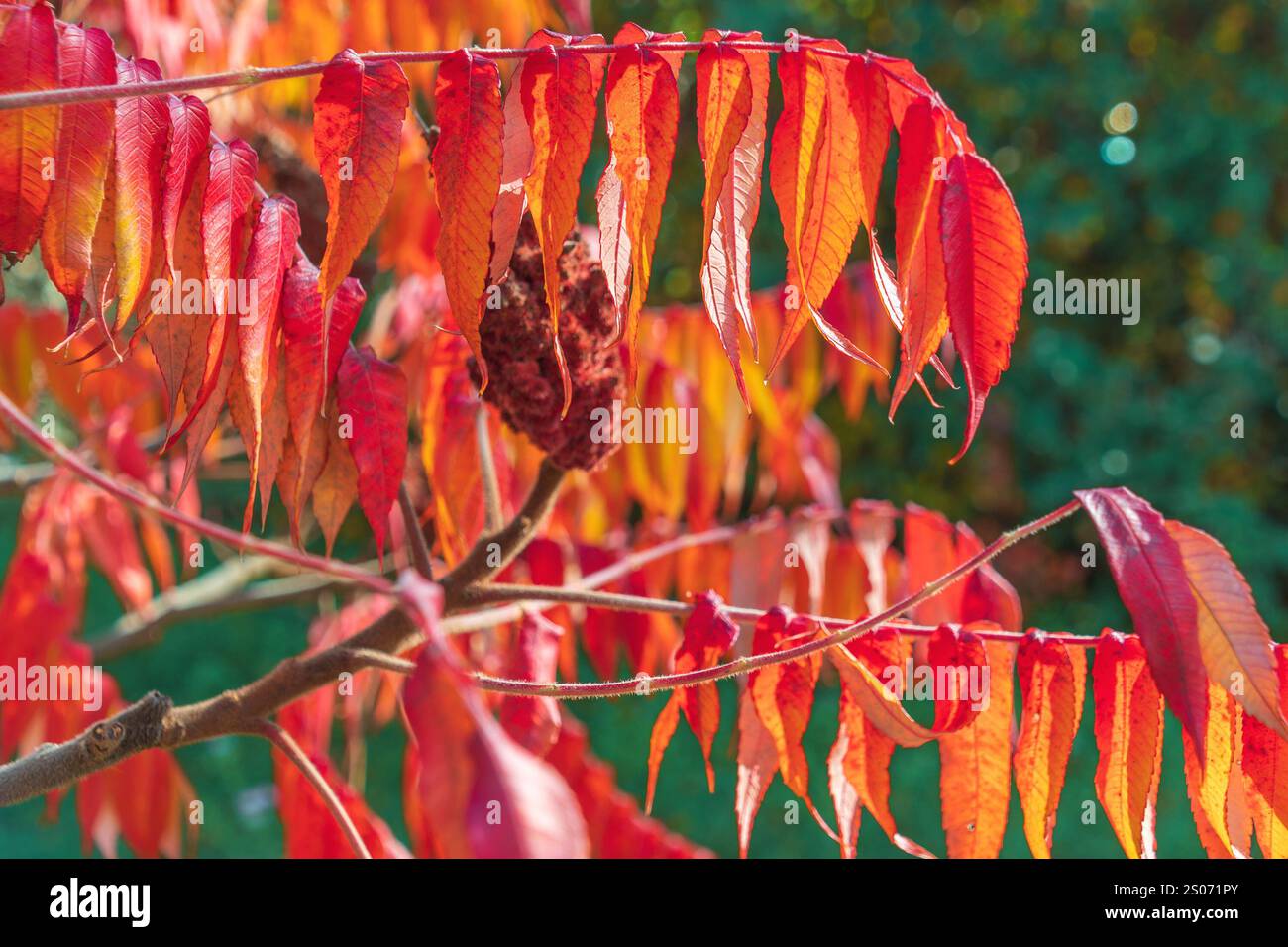 Beautiful red leaves of Rhus typhina in autumn in the park. the ...