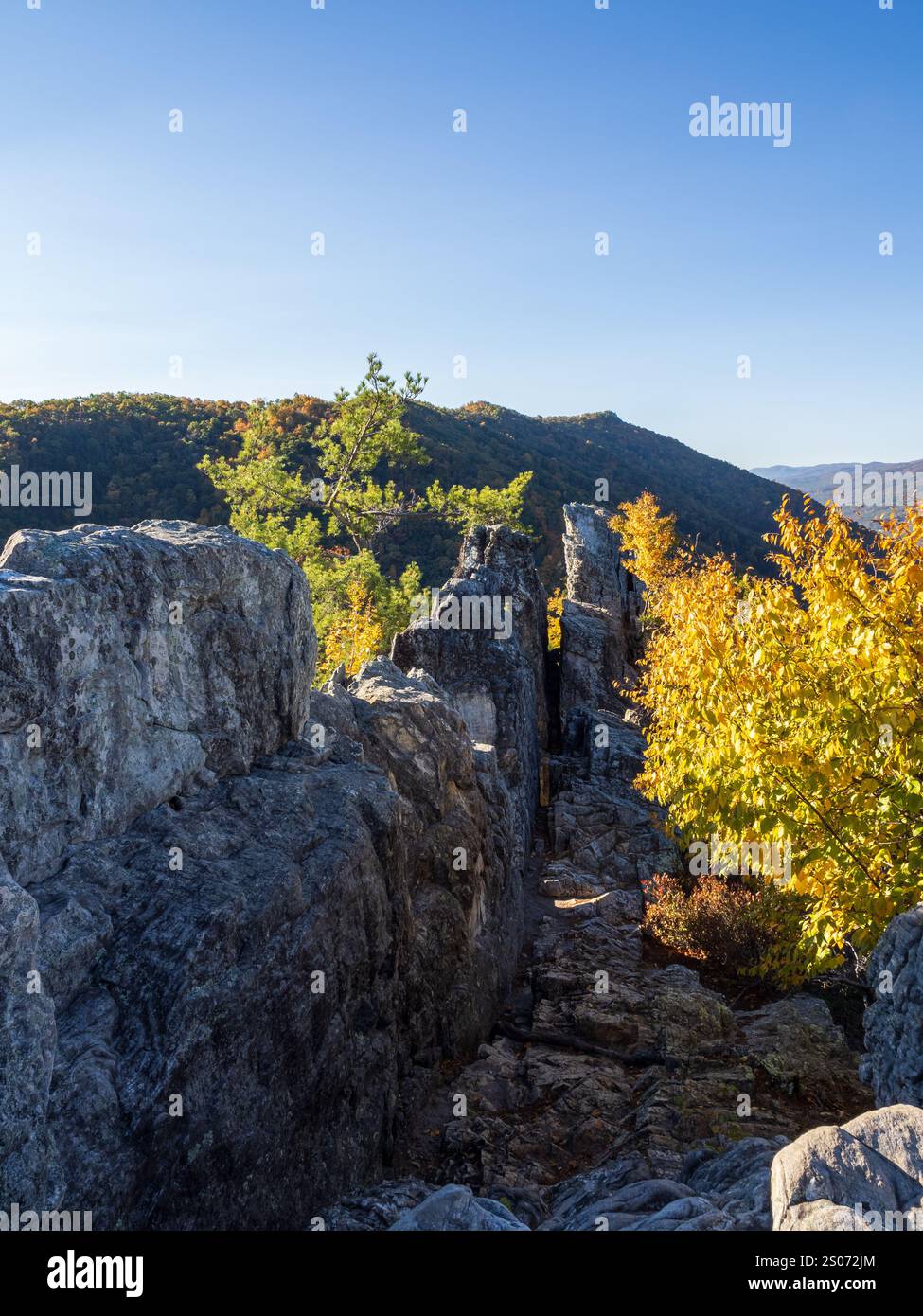 At the summit of Seneca Rocks, West Virginia, rugged cliff walls meet a ...