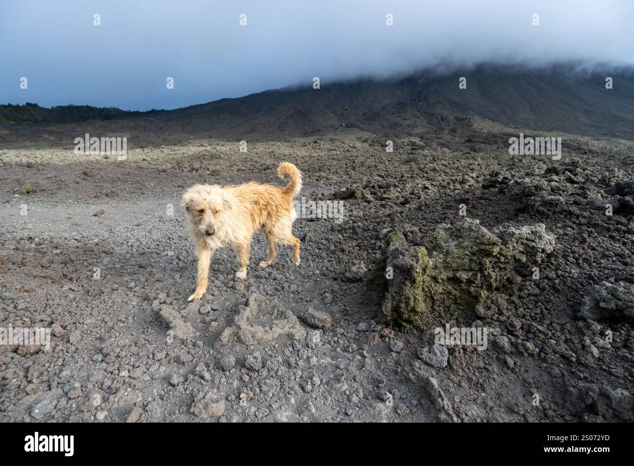 Volcano dog hi-res stock photography and images - Alamy