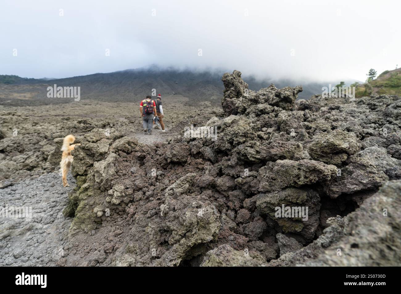 Tourists Hiking the Pacaya Volcano, Guatemala Stock Photo - Alamy