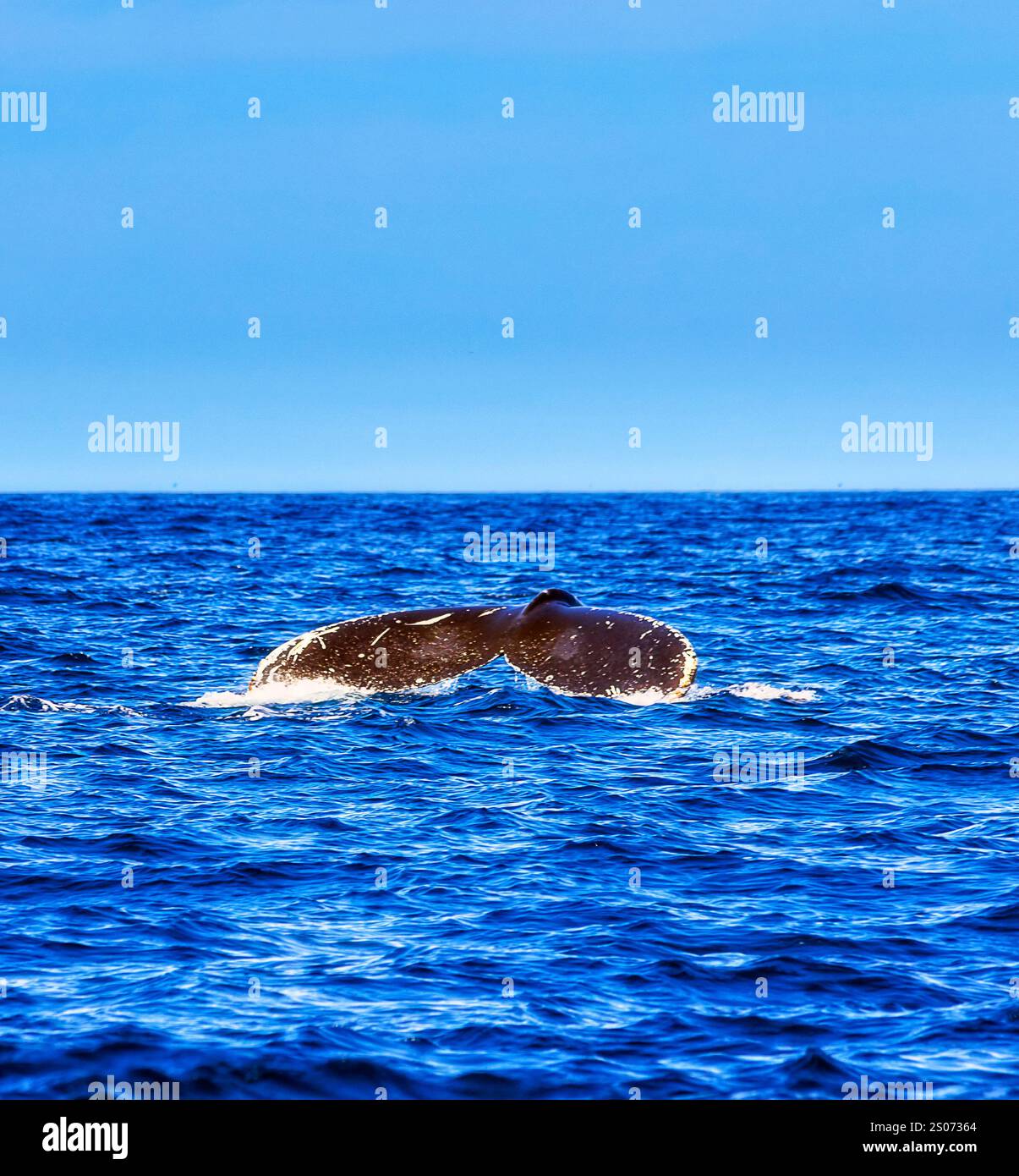 Humpback whale tail over Pacific ocean surface breaking waves - whale ...