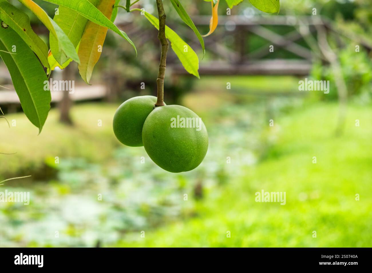 Green mango fruits Mangifera indica growing on a tree in a tropical ...