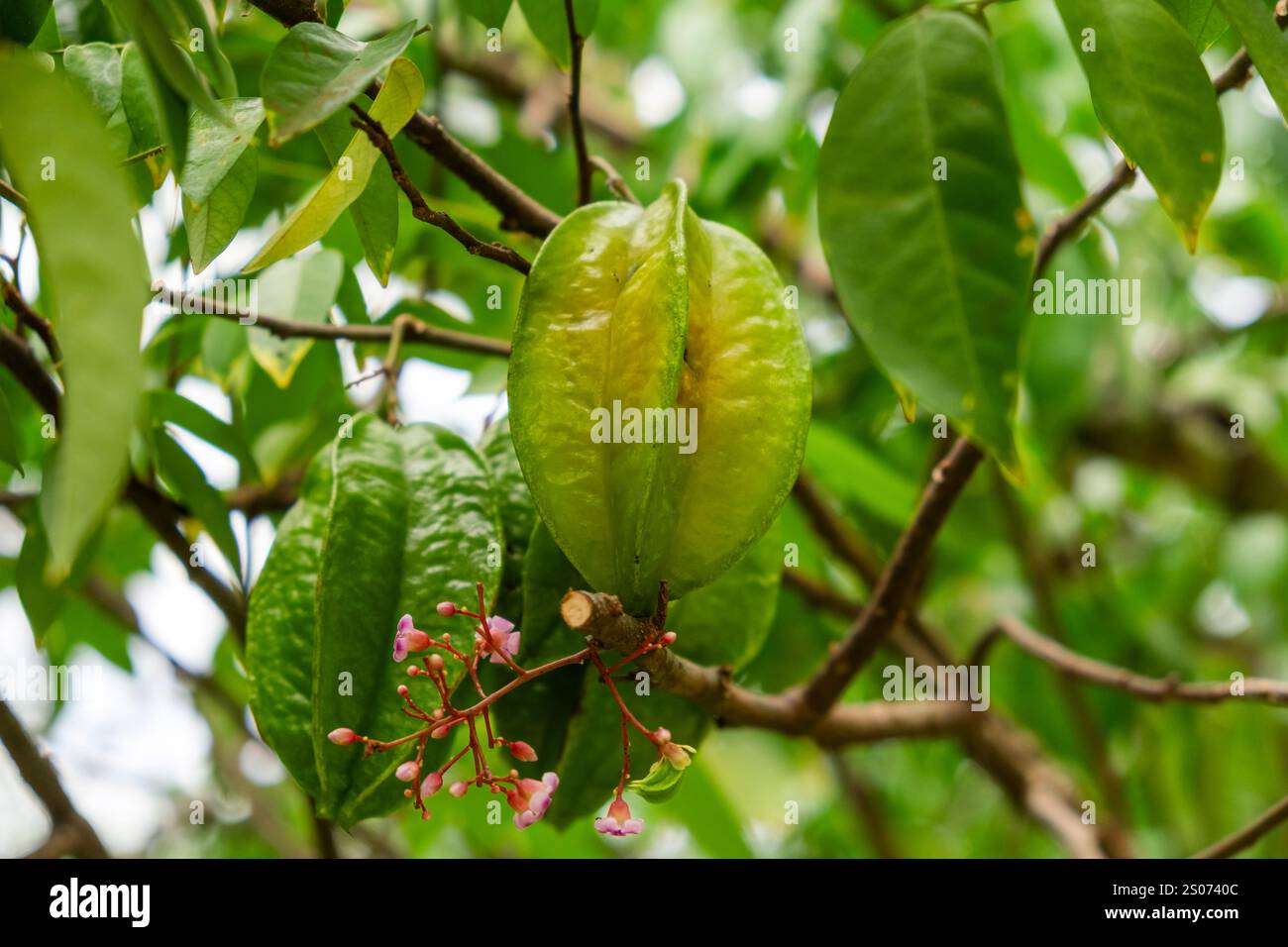 Fresh star fruit Averrhoa carambola growing on a tree surrounded by ...