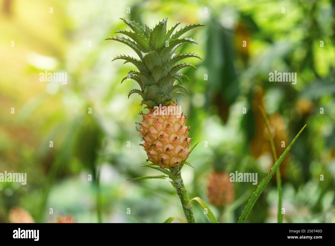 Fresh young pineapple Ananas comosus growing on a plant in a tropical ...