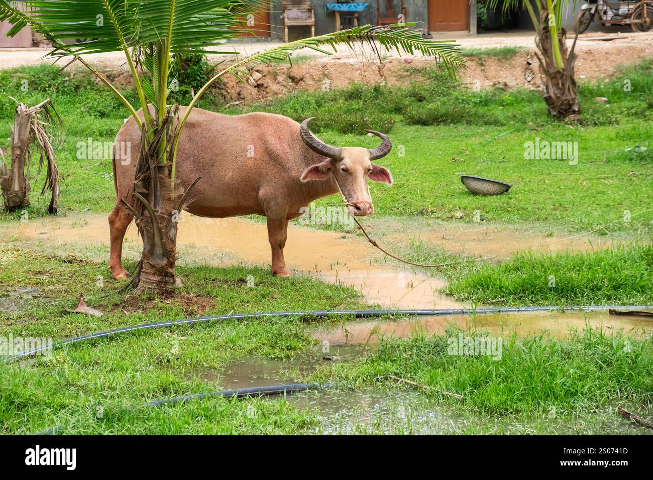 Water buffalo standing on lush green grass near a muddy puddle and palm ...