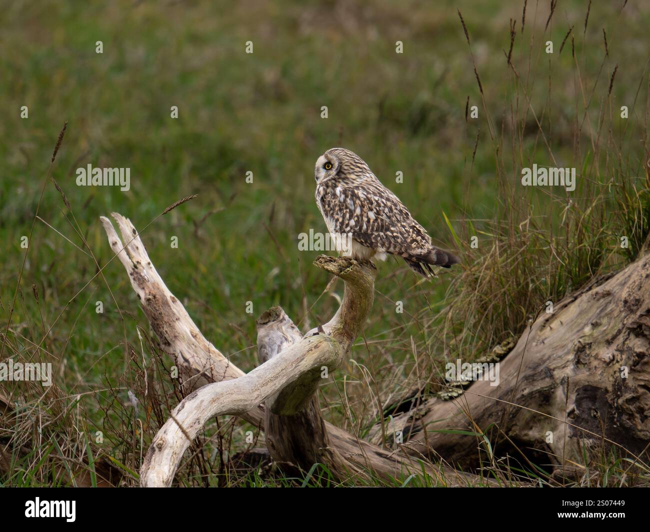 Short eared owl in the Severn estuary [ Asio Flammeus] Stock Photo - Alamy